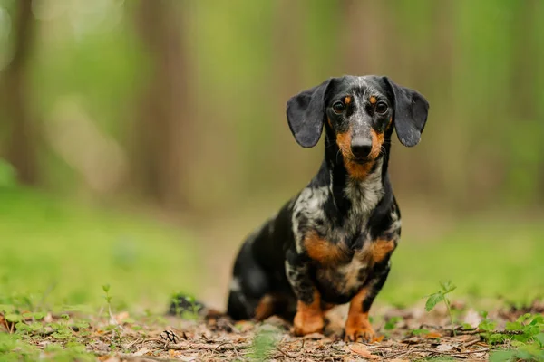 Marble dachshund Stock Photos, Royalty Free Marble dachshund Images ...