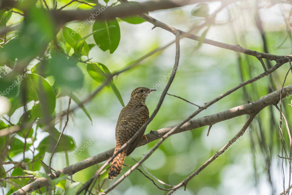 Pájaro (cuco quejumbroso) en una naturaleza salvaje 2024