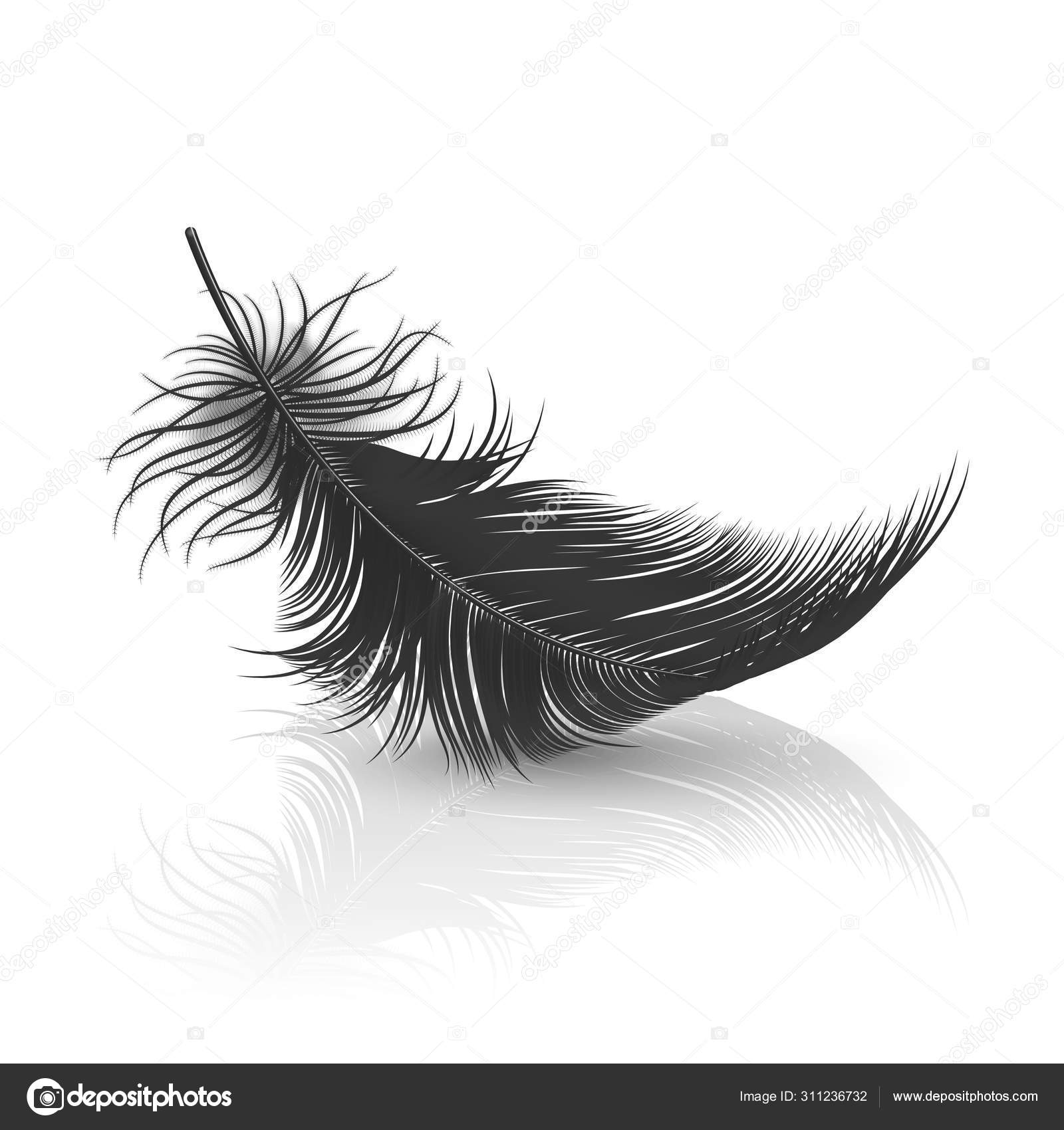 Vector 3d Realistic Falling Black Fluffy Twirled Feather with ...