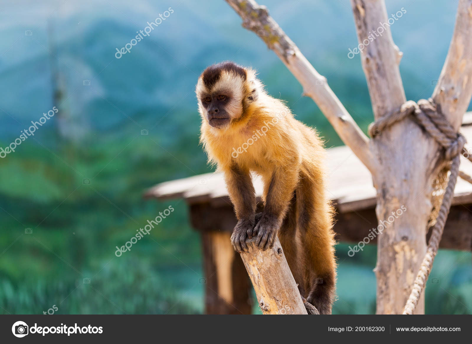 Funny Capuchin Monkey