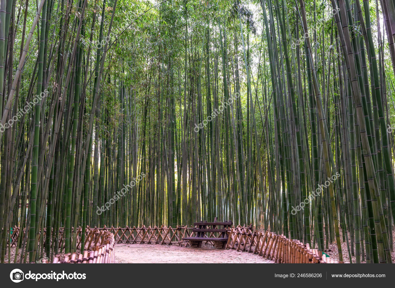 Bench Simnidaebat Bamboo Forest Famous Bamboo Forest Ulsan Taehwagang ...