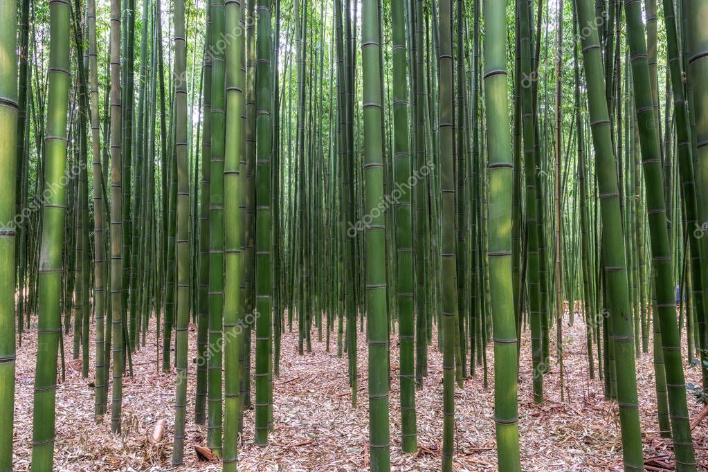 Bosque de bambú Simnidaebat. El famoso bosque de bambú en Ulsan ...