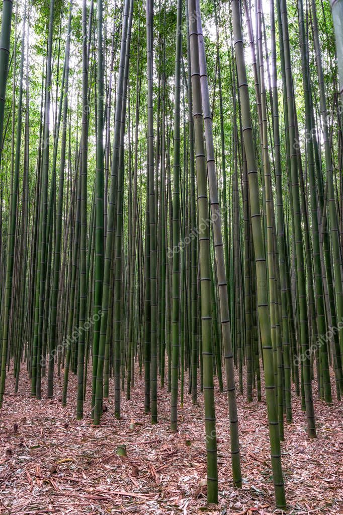 Bosque de bamb Simnidaebat. El famoso bosque de bamb en Ulsan ...