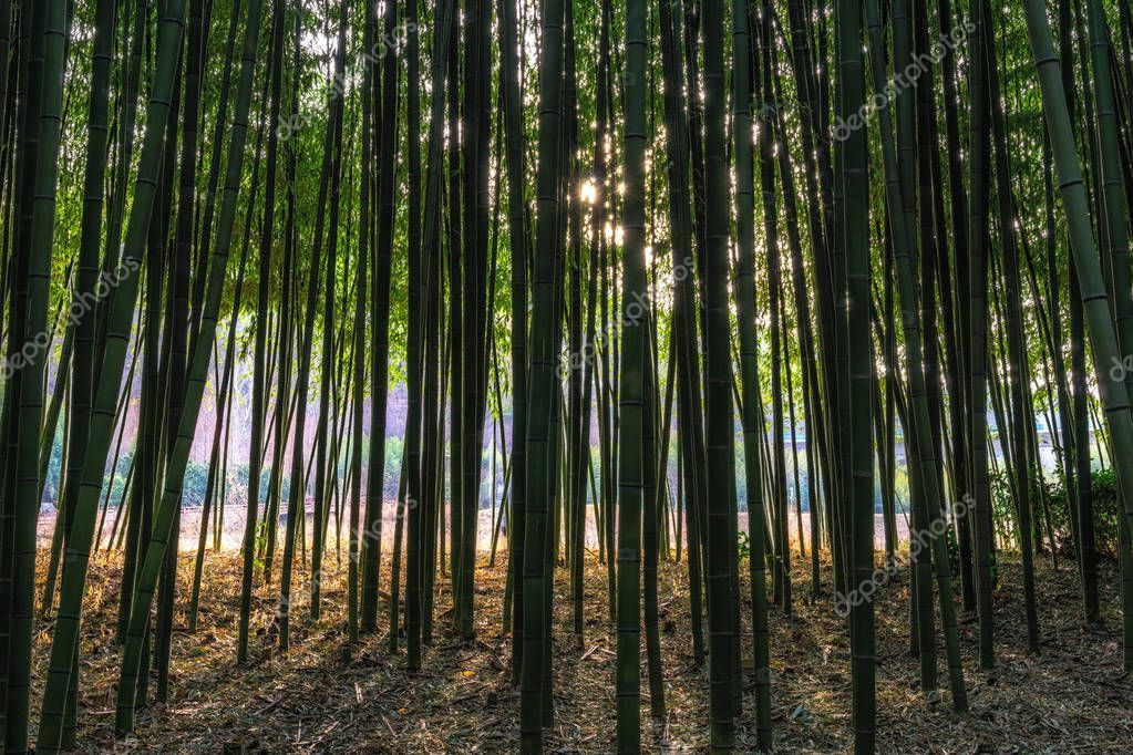 Bosque de bambú Simnidaebat. El famoso bosque de bambú en Ulsan ...