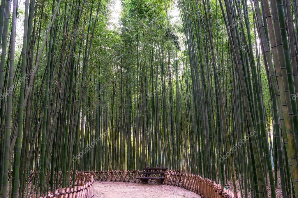 Un banco en el bosque de bambú Simnidaebat. El famoso bosque de bambú ...