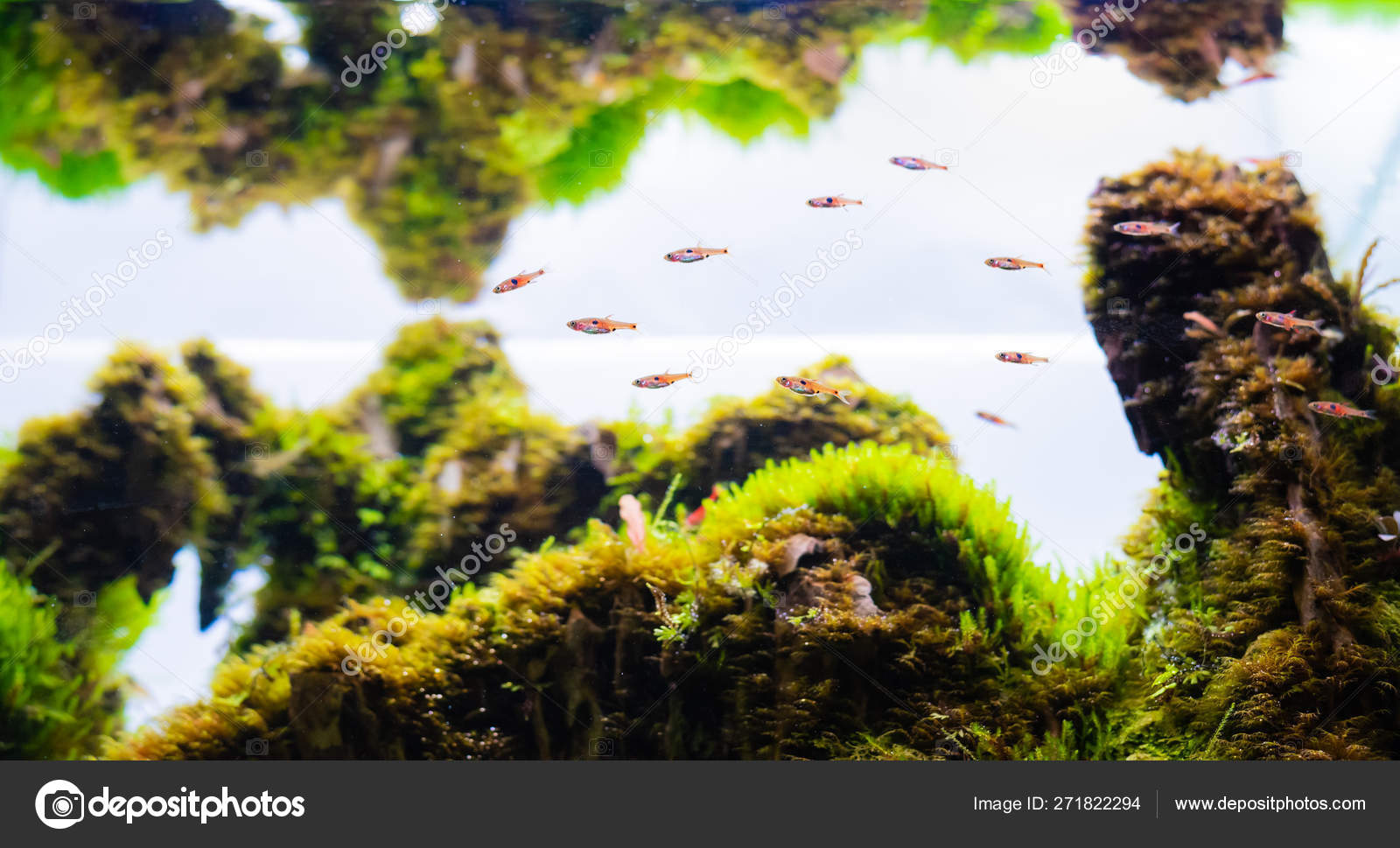 Dwarf Rasbora(Boraras maculatus) swim in tank. — Stock Photo ...