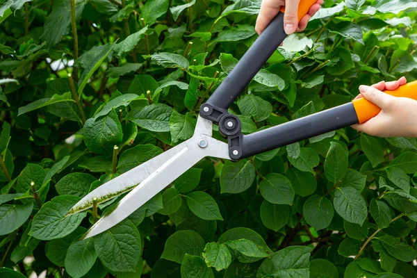 Cutting bushes Stock Photos, Royalty Free Cutting bushes Images ...