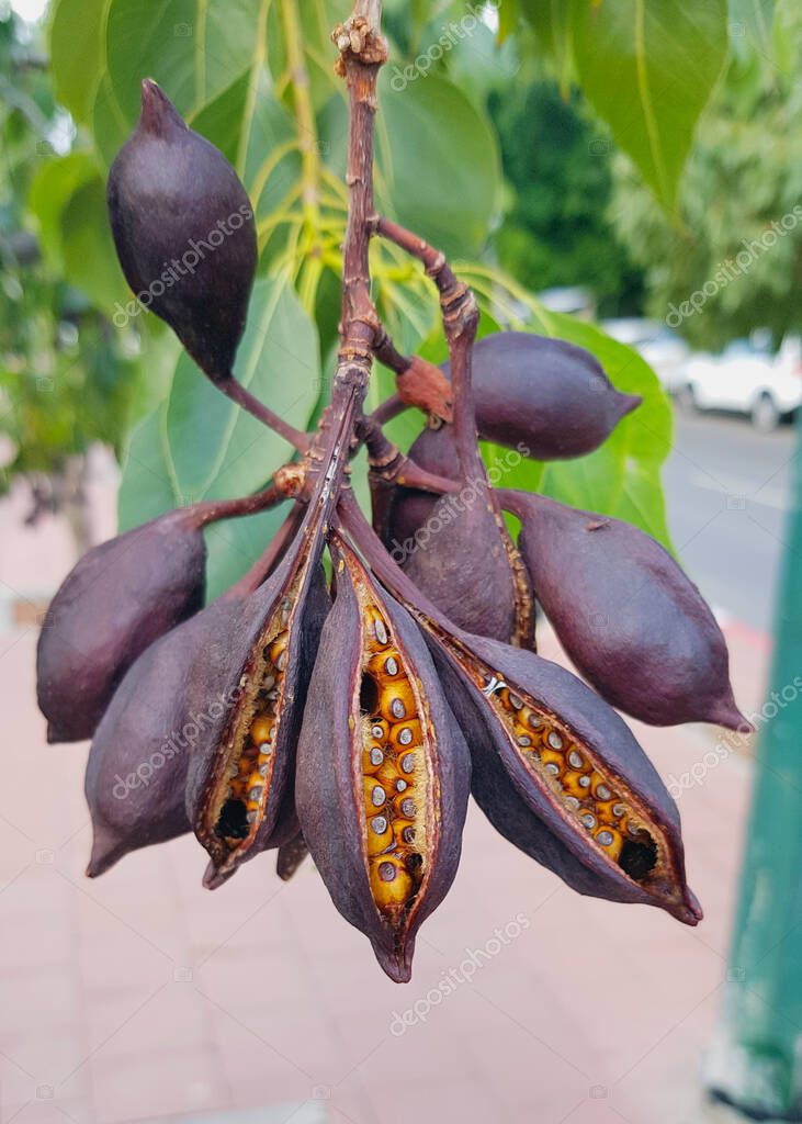 Frutos del árbol Brachychiton populneus o kurrajong. Una planta inusual es originaria de ...