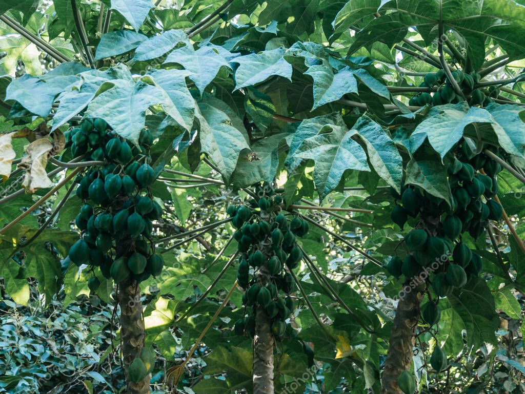 planta de chamburo, chigualcan, papaya aromática, papayuela, especies ...