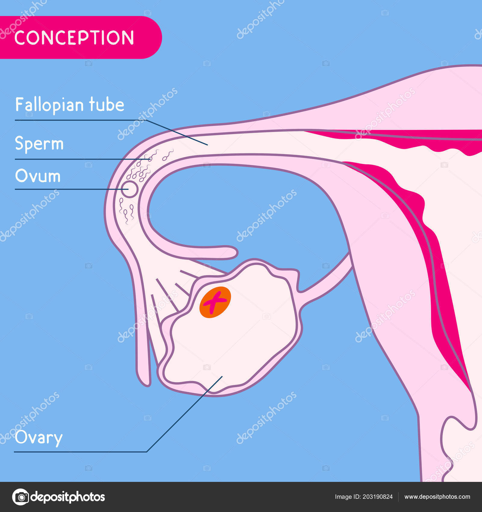 Fecundation Female Reproductive System Human Anatomy Uterus Medical ...