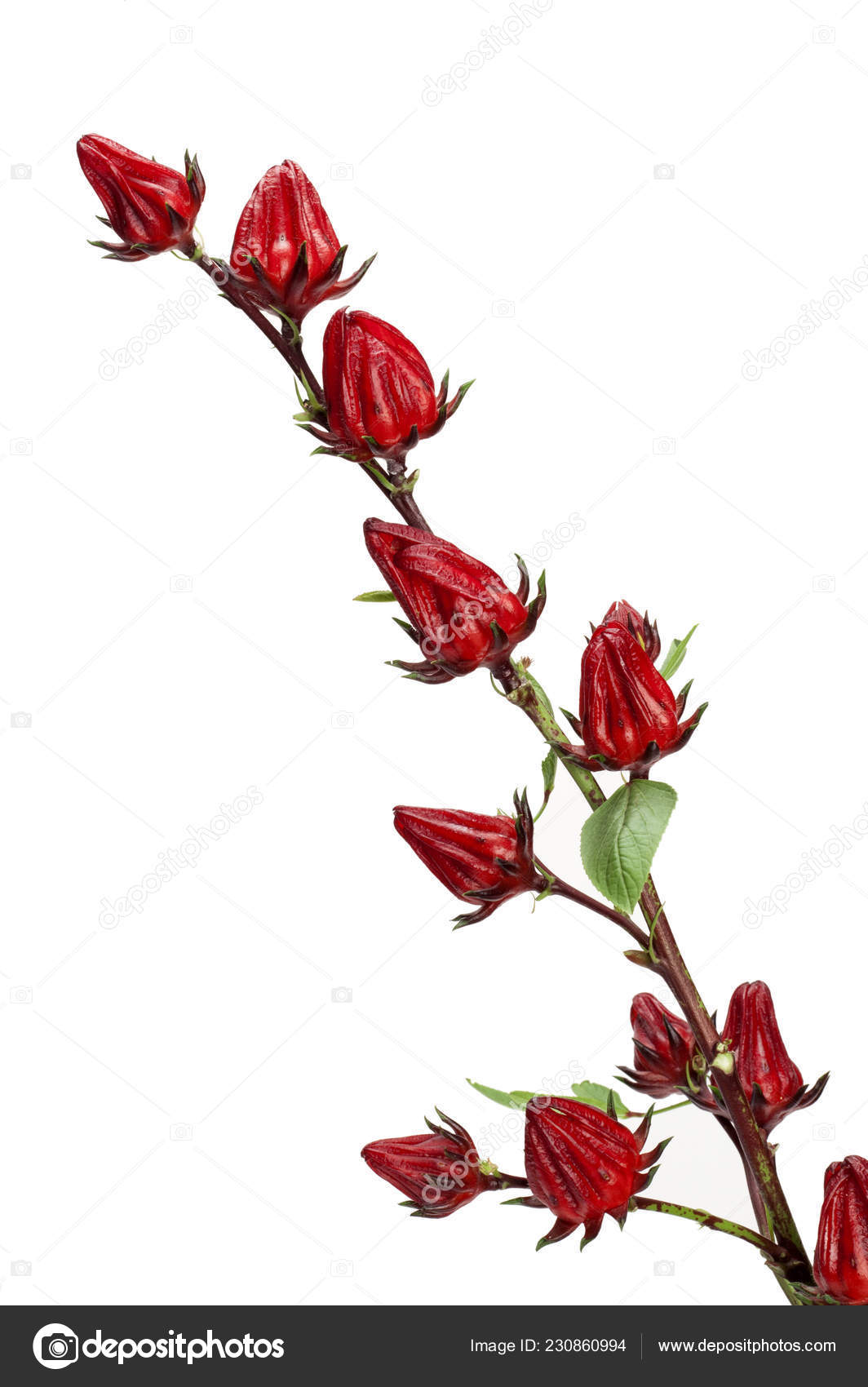 Roselle Flowers Background Close Stock Photo by ©Imagemore 230860994