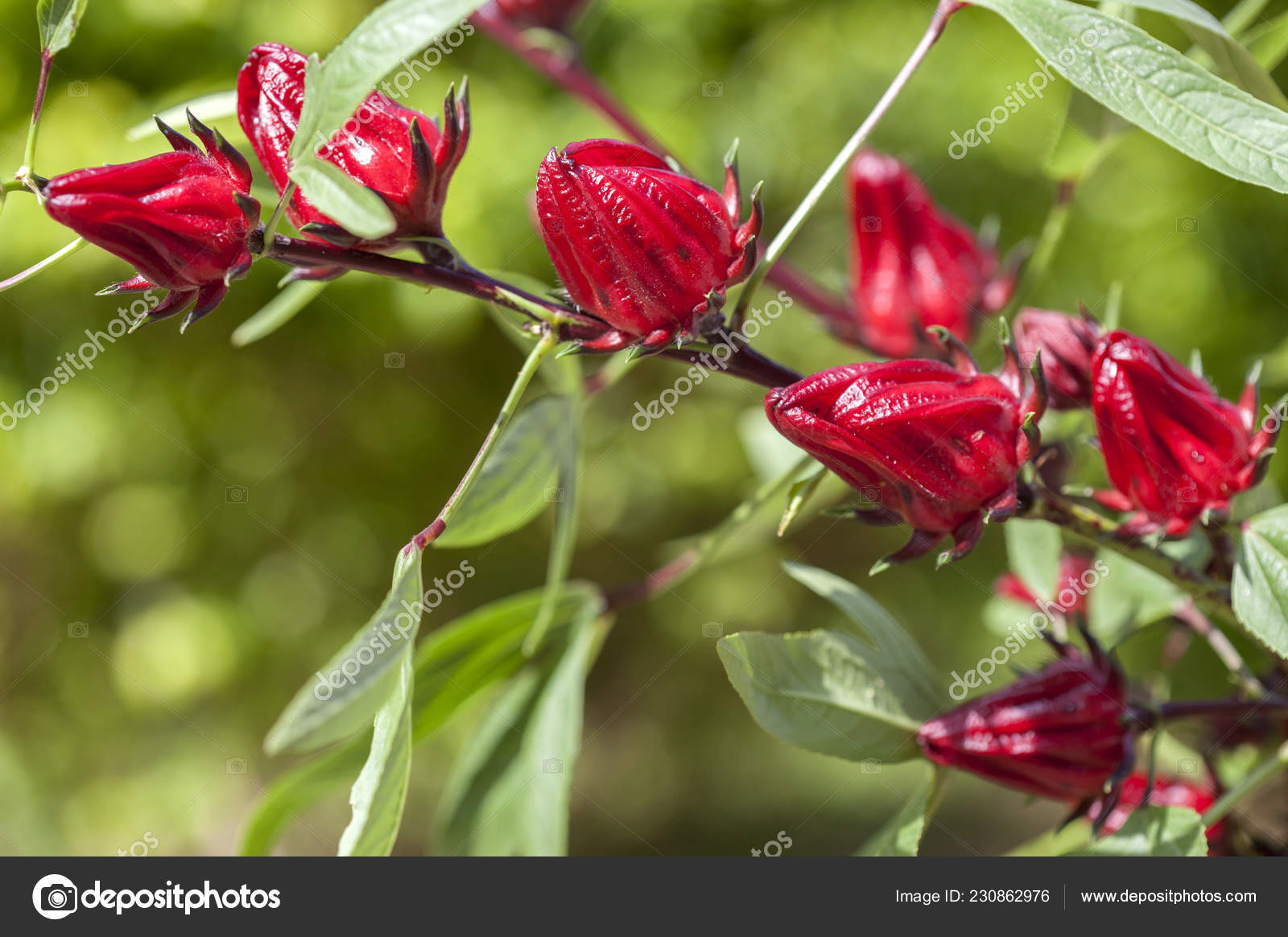 Roselle Flowers Background Close Stock Photo by ©Imagemore 230862976
