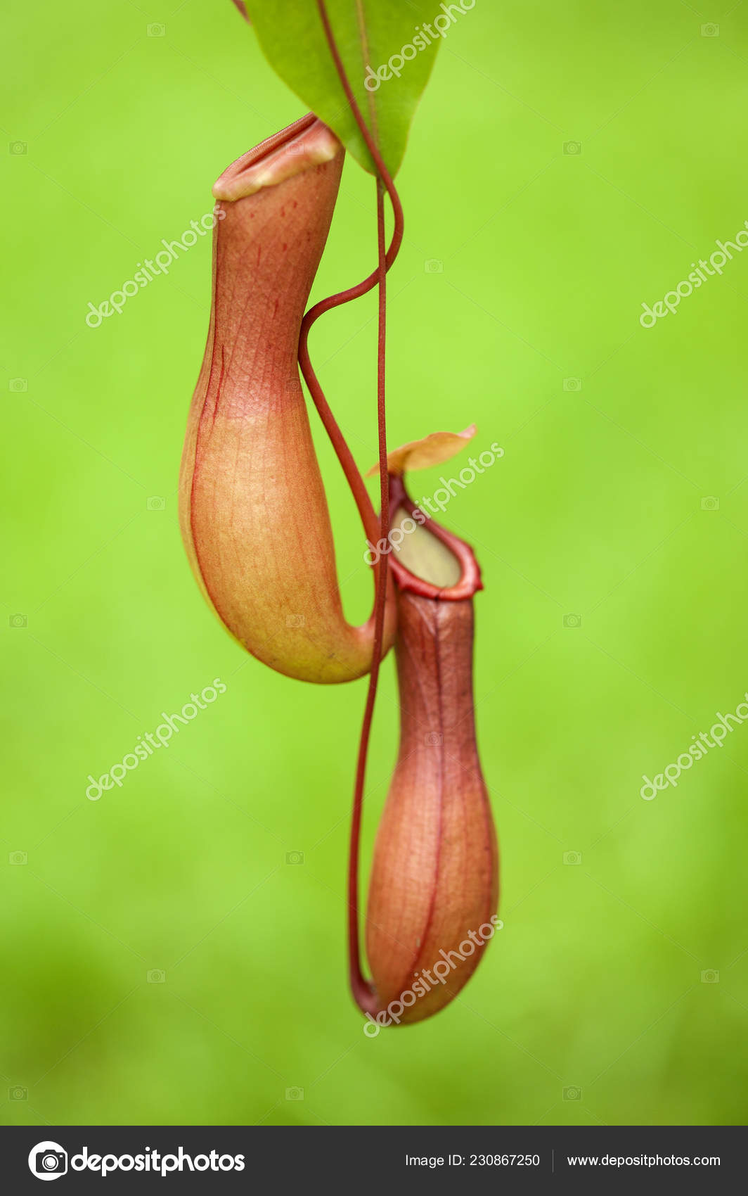 Pitfall Trap Clipart Black