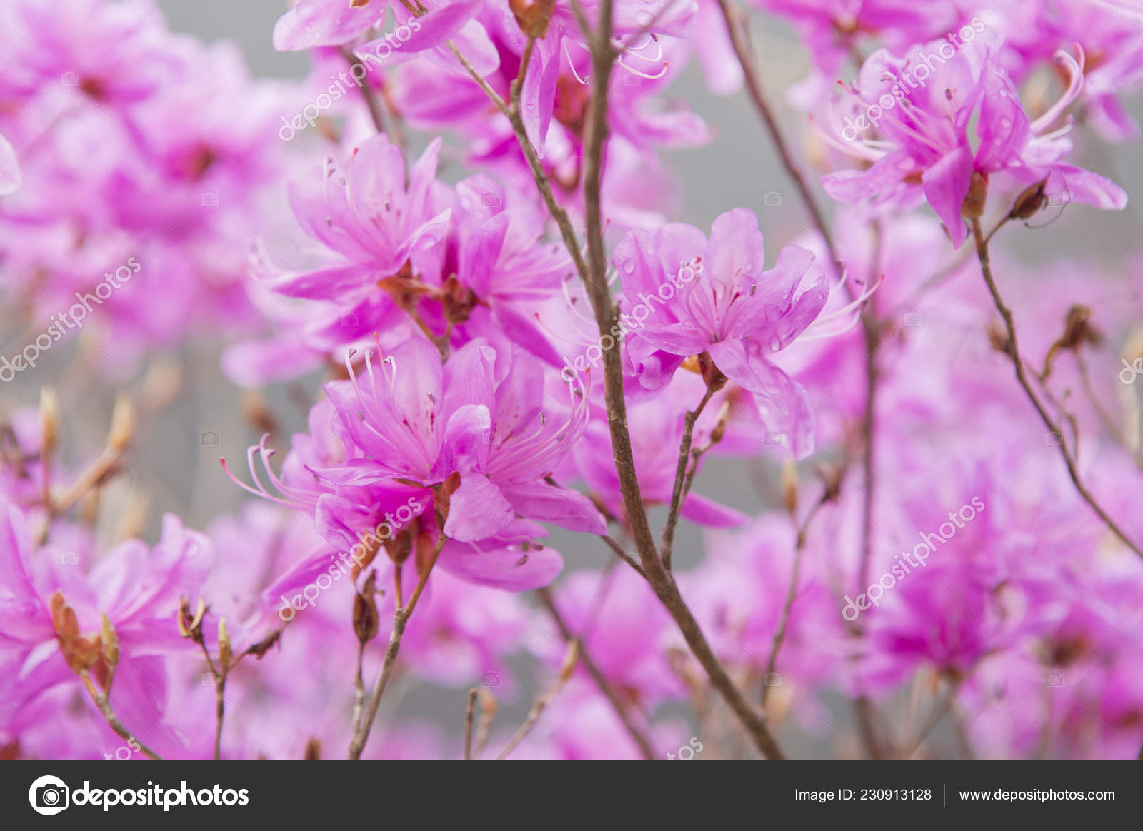 Beautiful Flowers Azalea Background Close Stock Photo by ©Imagemore ...