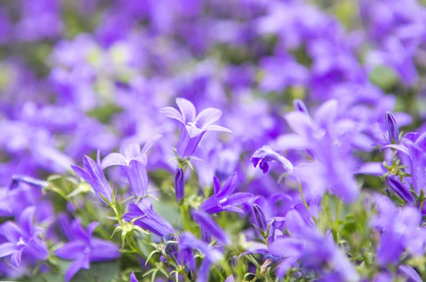 Planta de violeta Stock Photos, Royalty Free Planta de violeta Images ...