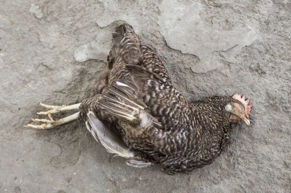 Pollo muerto fotos de stock, imágenes de Pollo muerto sin royalties ...