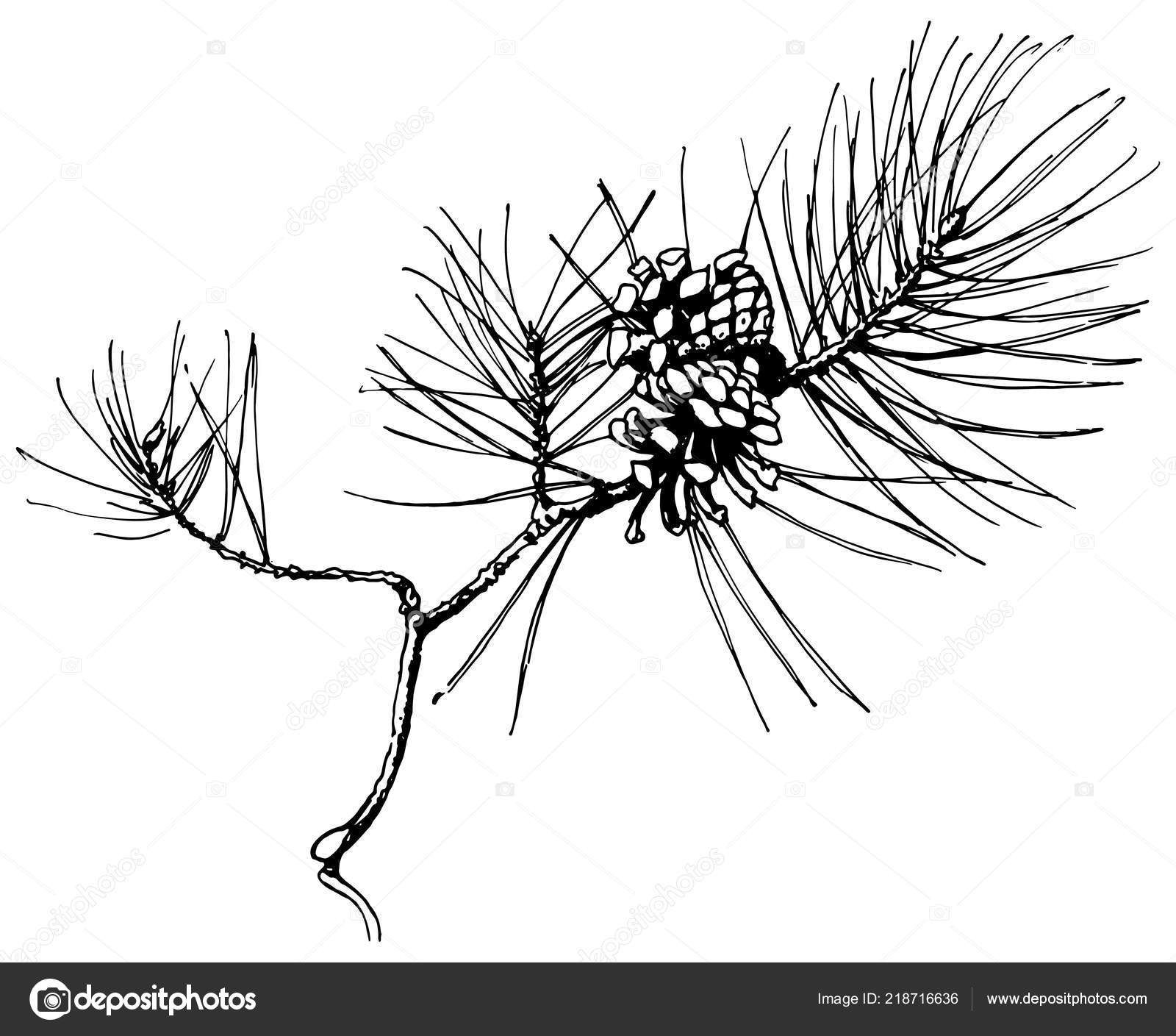 Pine Tree Branch Drawing