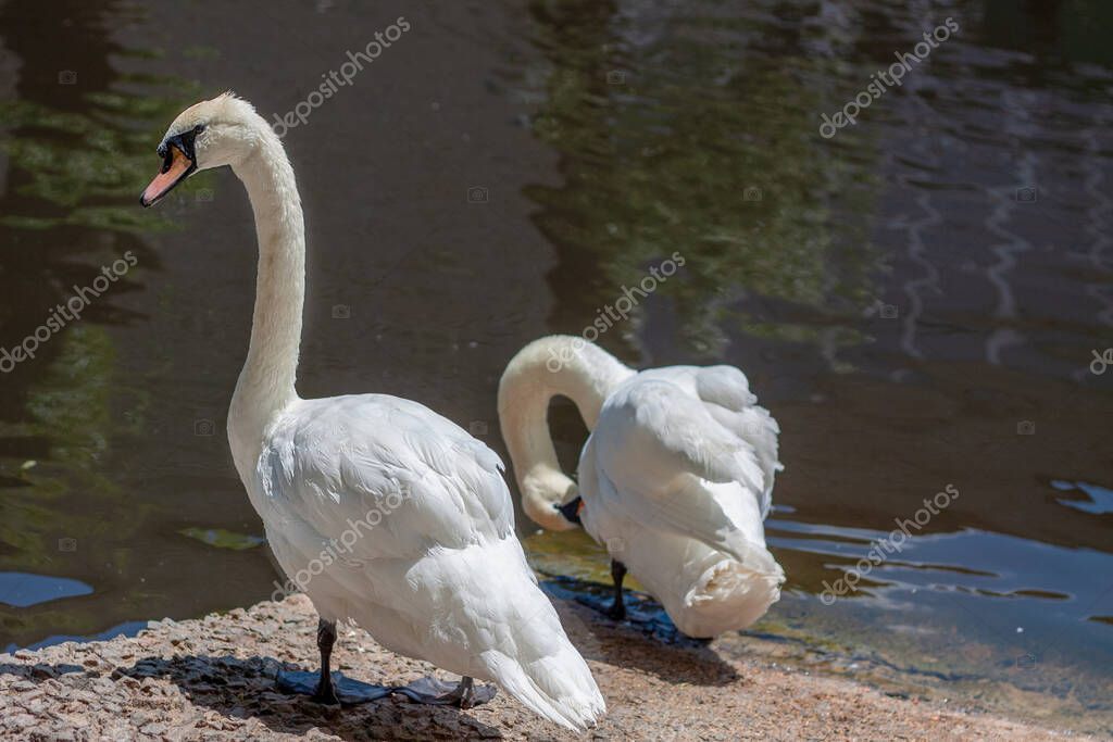 Foto de dos cisnes en el lago. El primer puesto en tierra y dobló sus ...