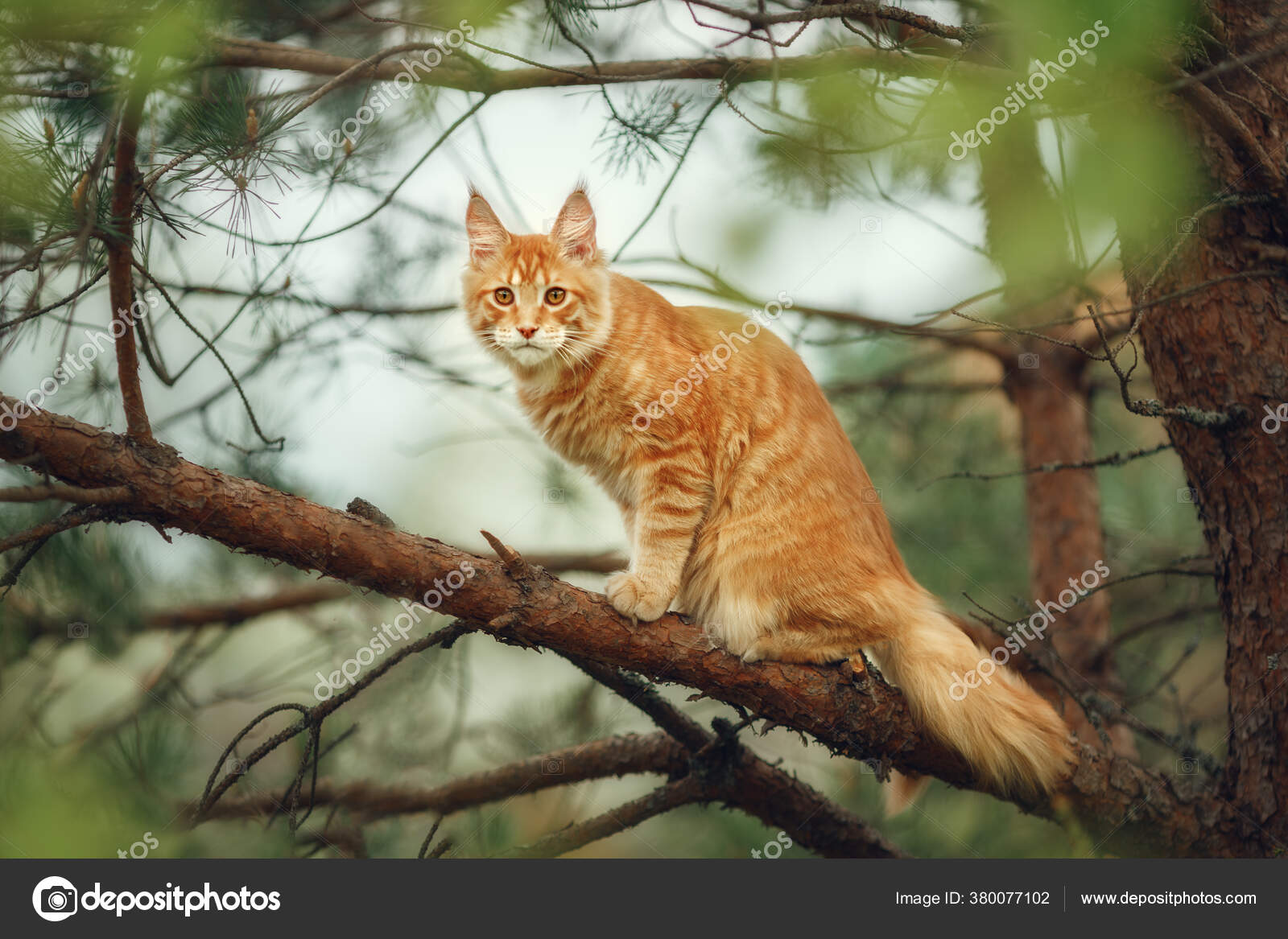 Red kitten Maine Coon sitting on a pine tree. In summer, domestic large ...
