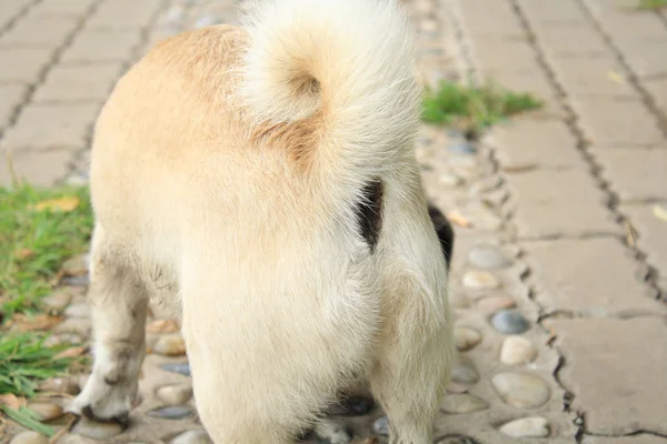 Dogs bum Stock Photos, Royalty Free Dogs bum Images | Depositphotos