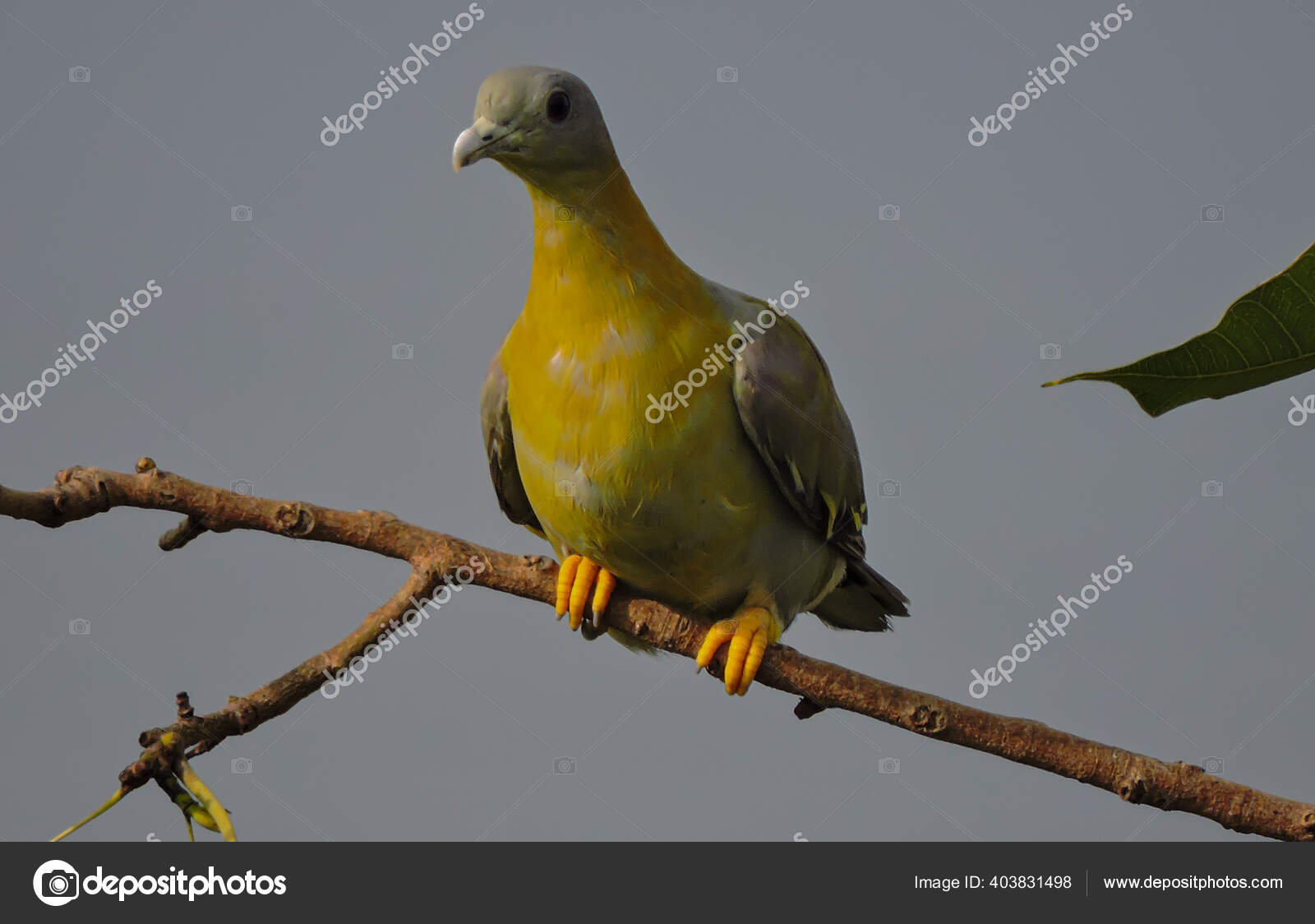 Yellow Footed Green Pigeon Monsoon Tree — Stock Photo © prjwlhgd.gmail ...