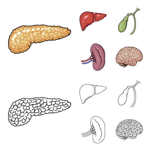 100,000 Gallbladder liver pancreas Vector Images | Depositphotos