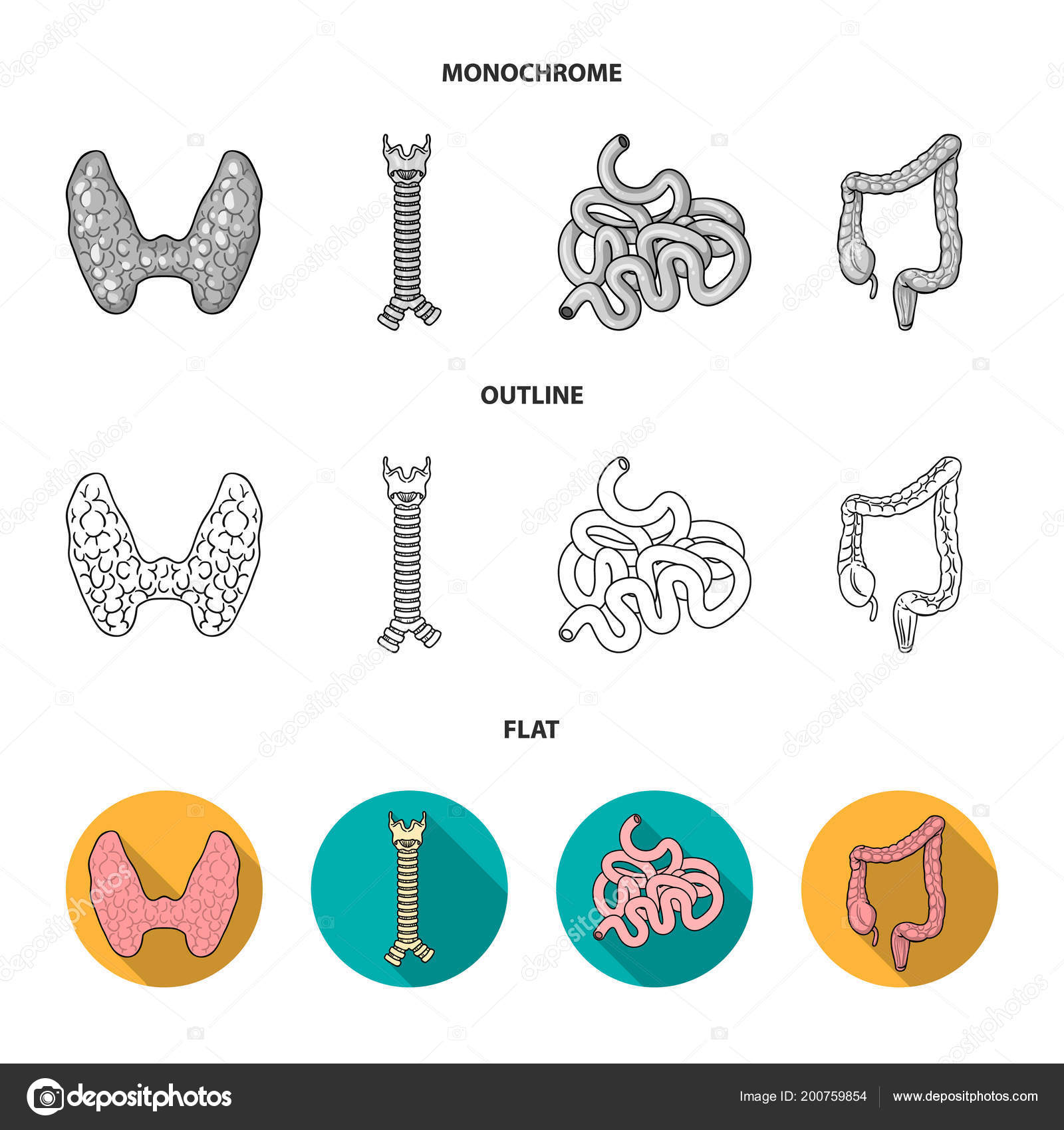Thyroid gland, spine, small intestine, large intestine. Human organs ...