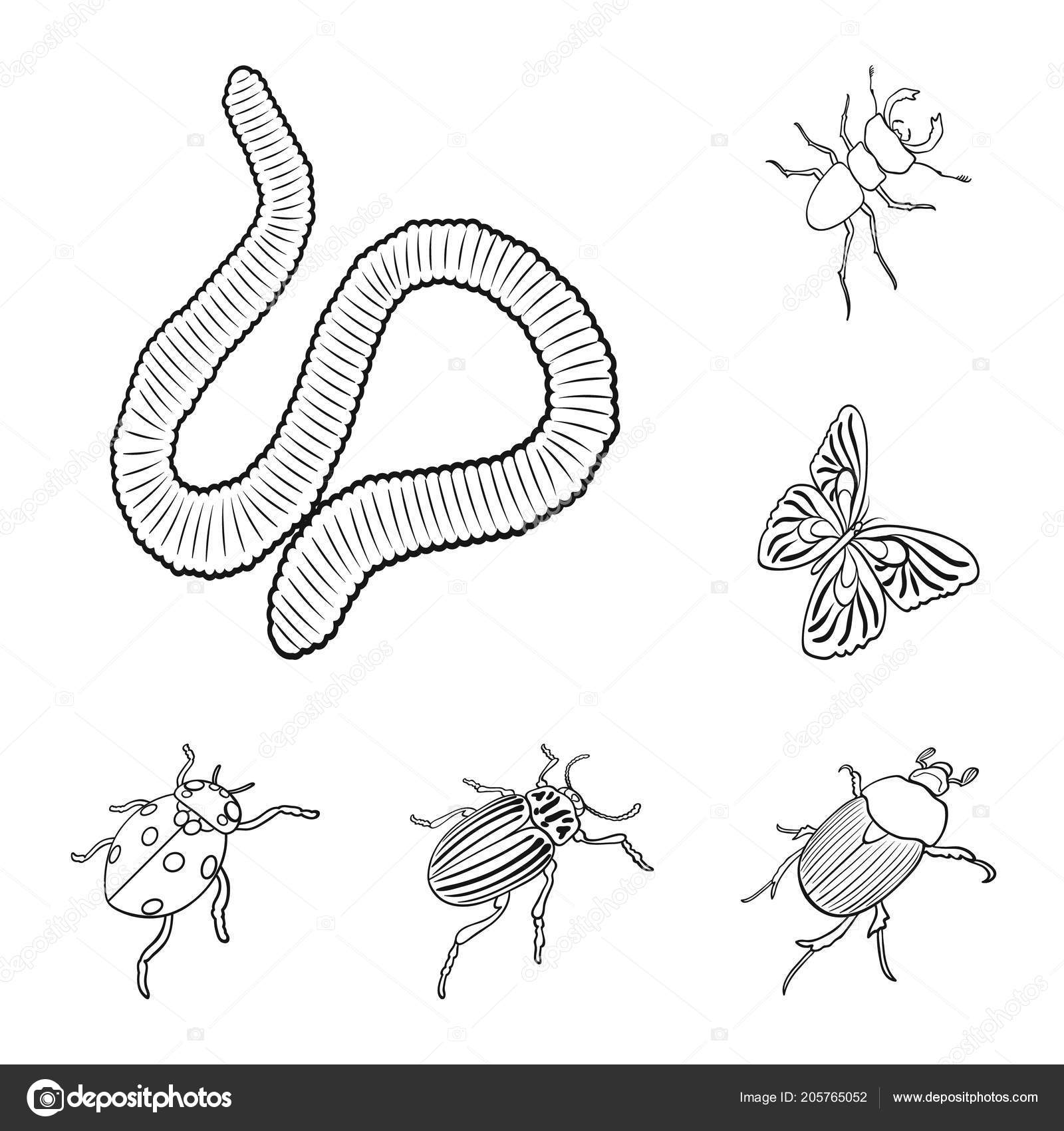Different kinds of insects outline icons in set collection for design ...