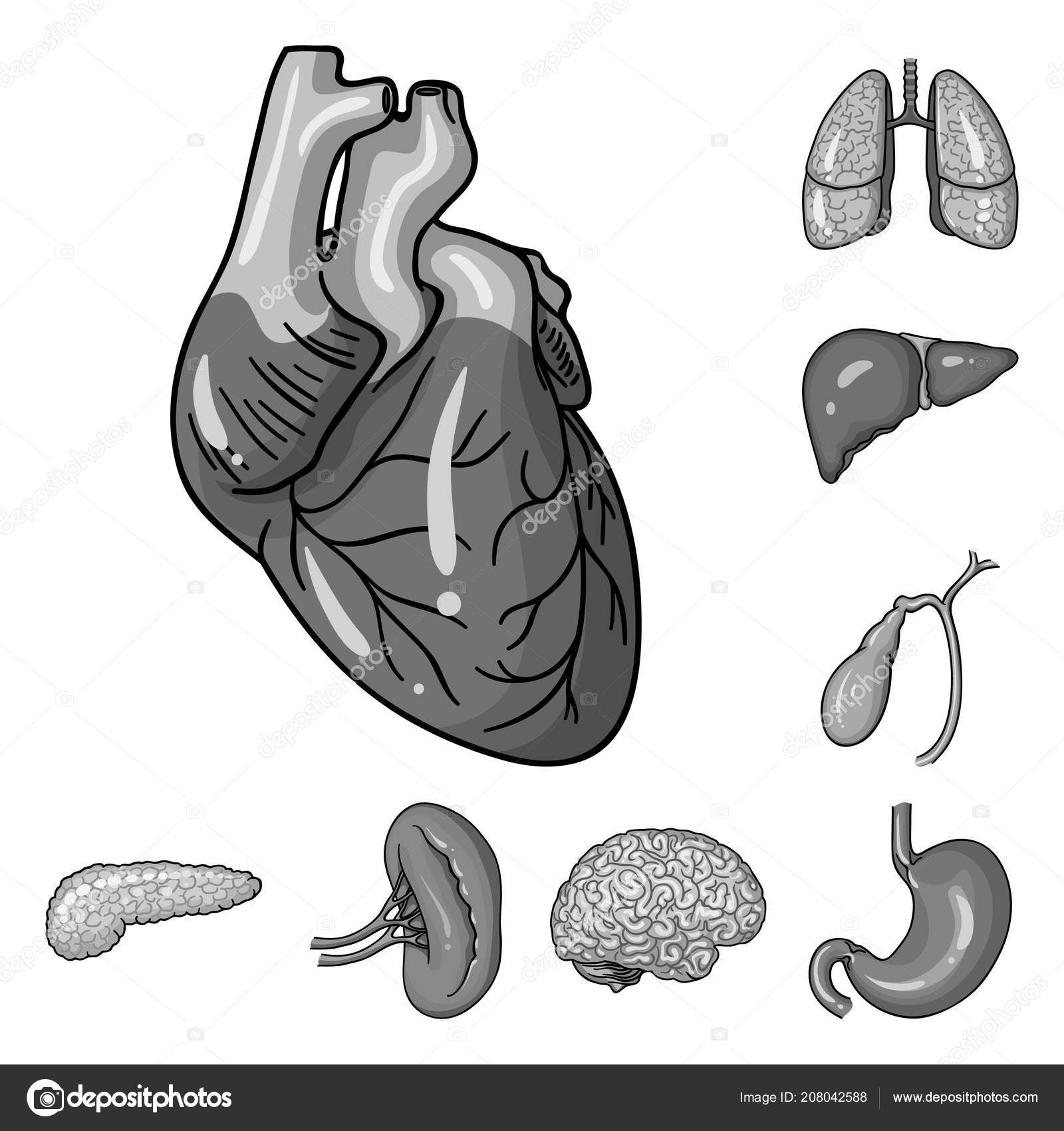 Órganos humanos iconos monocromáticos en colección de conjuntos para el ...