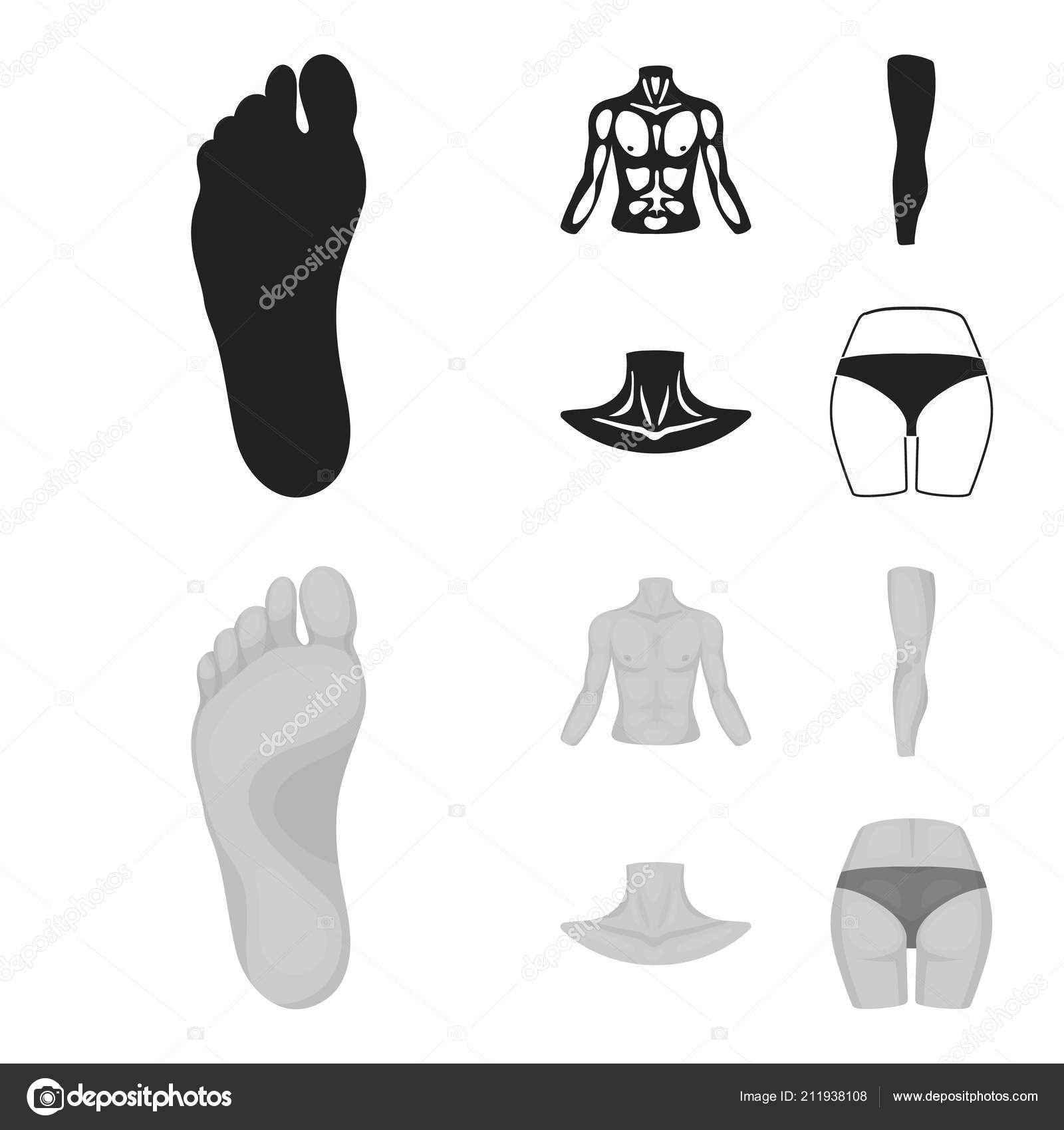 Torso, leg, neck and buttocks. Body parts set collection icons in black ...