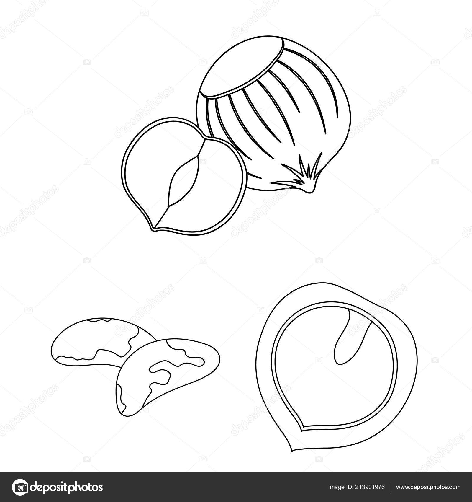 Different kinds of nuts outline icons in set collection for design.Nut ...