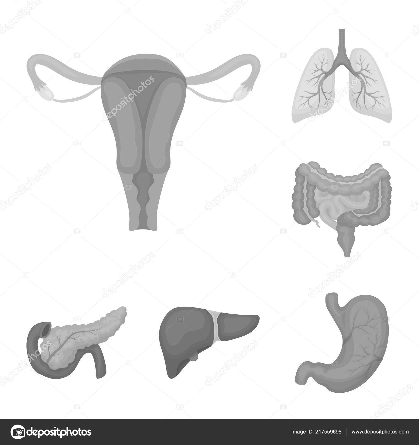 Organ internal ikon monokrom manusia dalam kumpulan rancangan. Anatomi ...