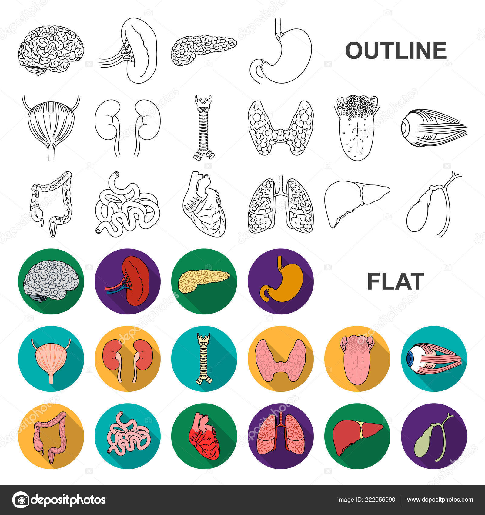 Human organs flat icons in set collection for design. Anatomy and ...
