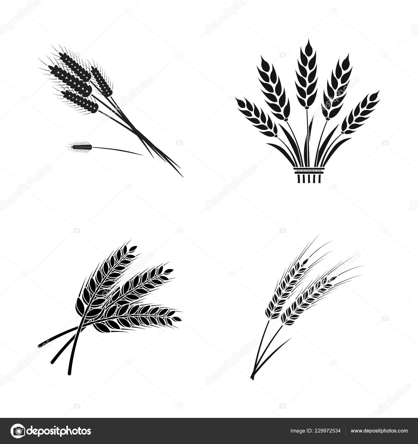 Tarwe Stengel Vector GitHub Etiennefc/TGIRT_Seq_pipeline: Snakemake