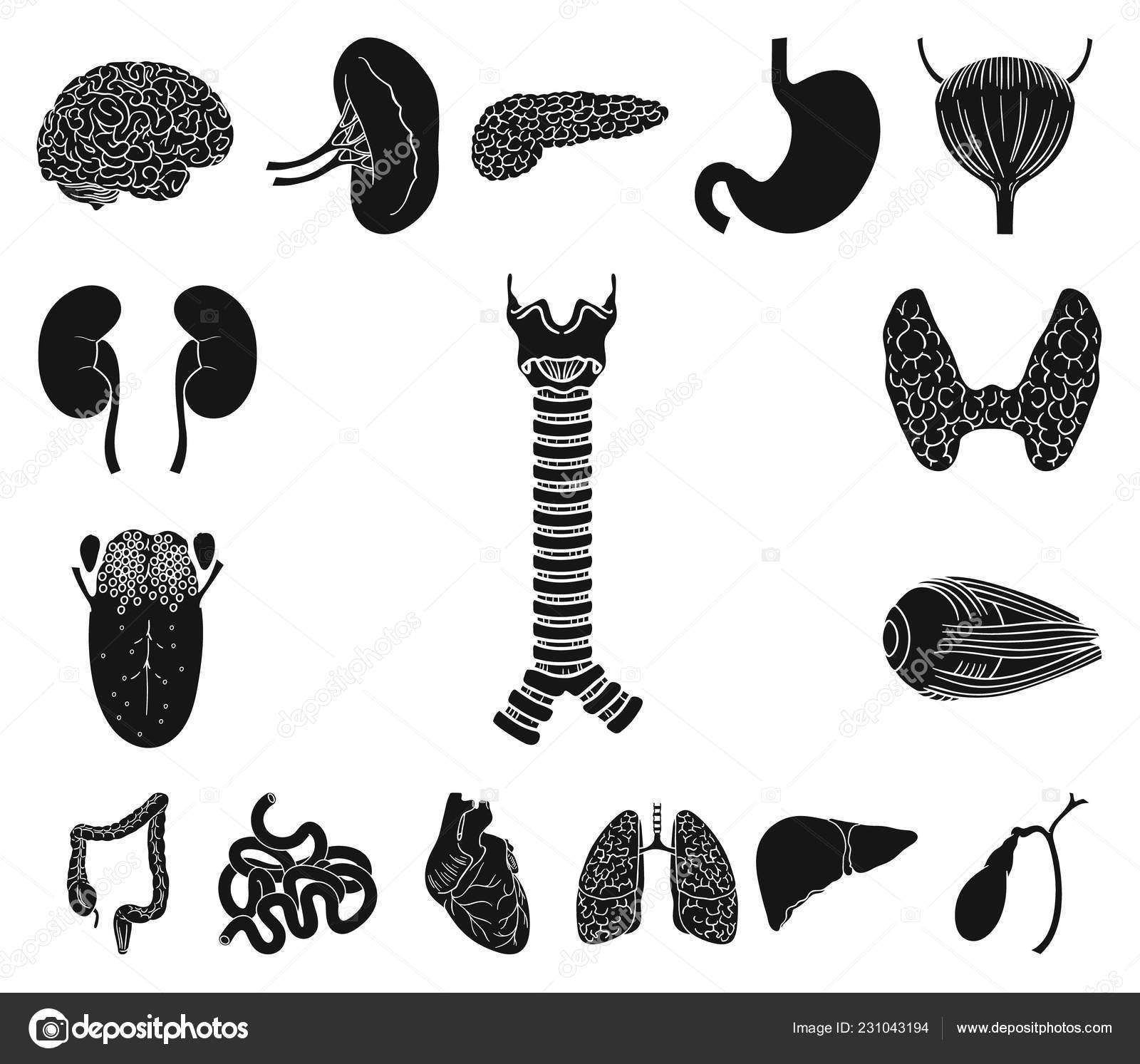 Human organs black icons in set collection for design. Anatomy and ...