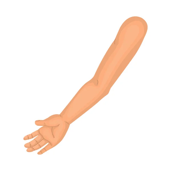 7,905 Arm anatomy Vector Images | Depositphotos