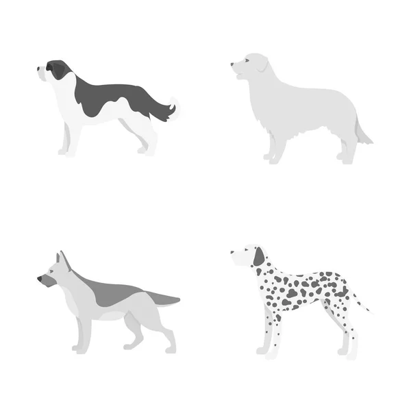 Wallpaper razas de perros diferentes Stock Photos, Royalty Free ...