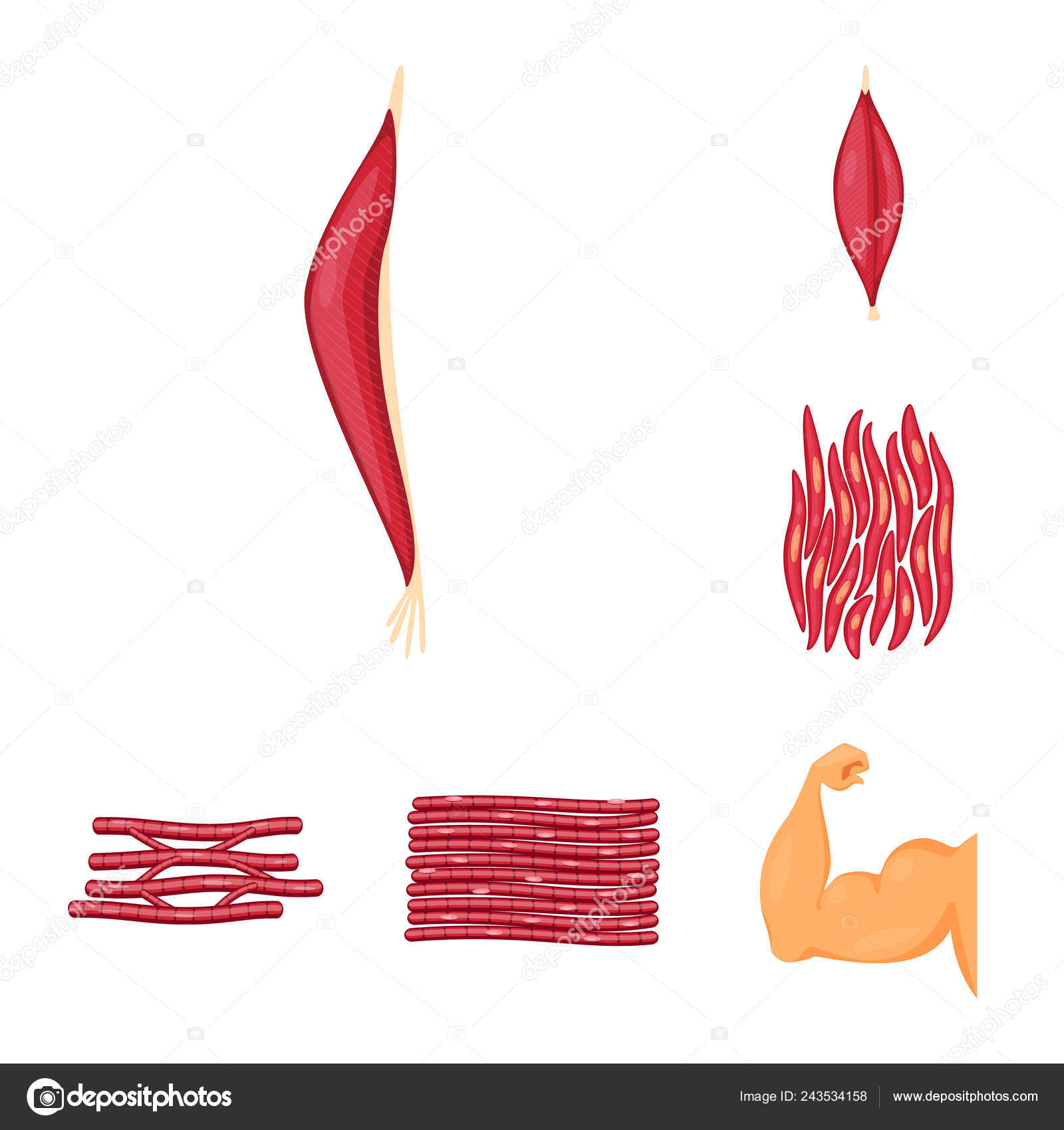 Vector illustration of muscle and cells icon. Collection of muscle and ...