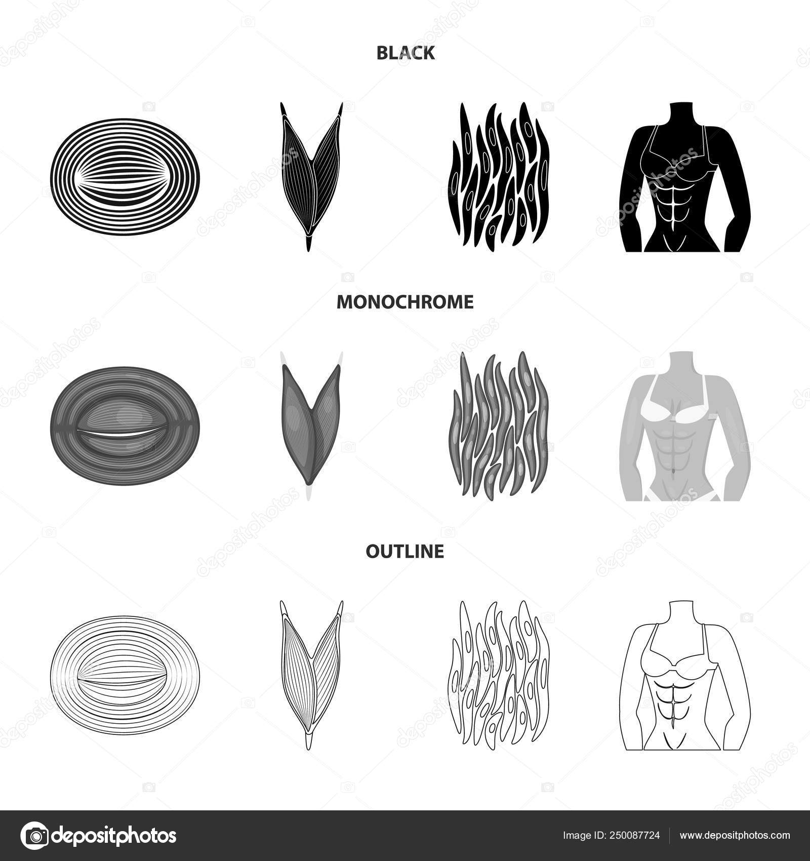 Vector illustration of fiber and muscular sign. Set of fiber and body ...