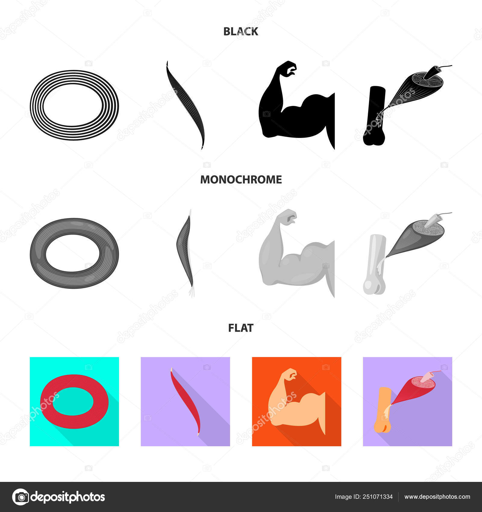 Vector design of fiber and muscular sign. Collection of fiber and body ...