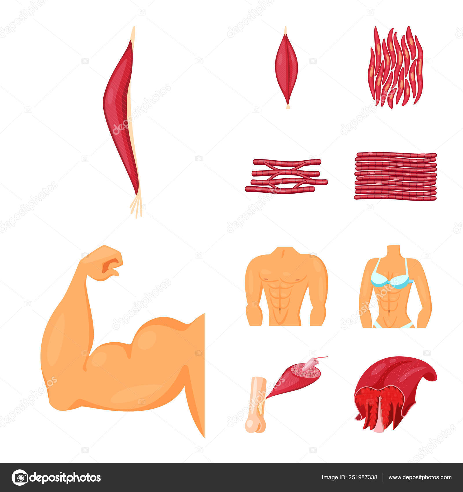 Vector illustration of muscle and cells symbol. Set of muscle and ...
