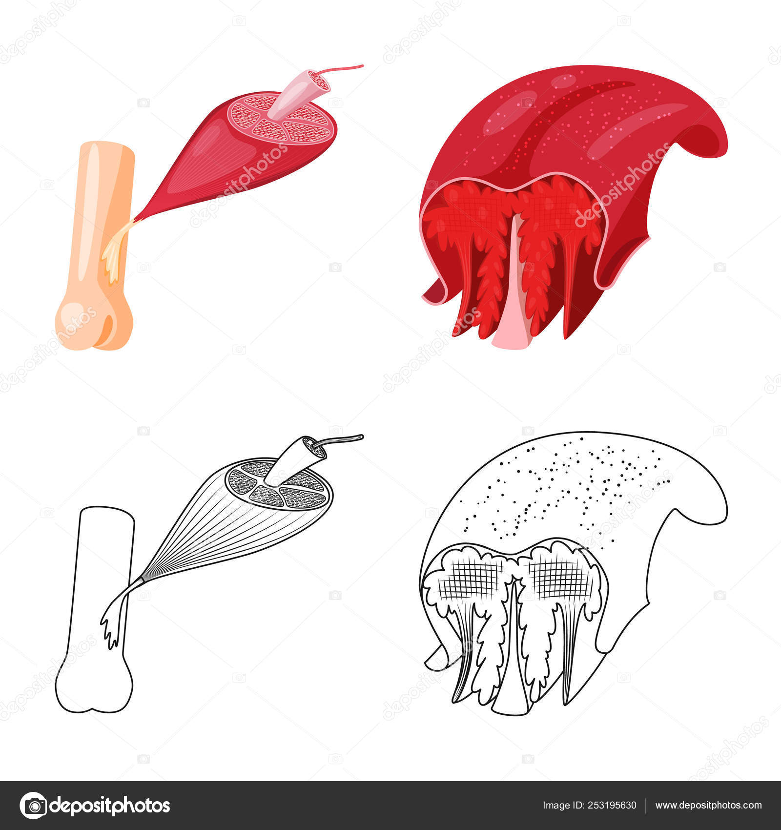 Image Vectorielle Illustration Vectorielle De Fibre Et Icône Musculaire Ensemble Dicône De