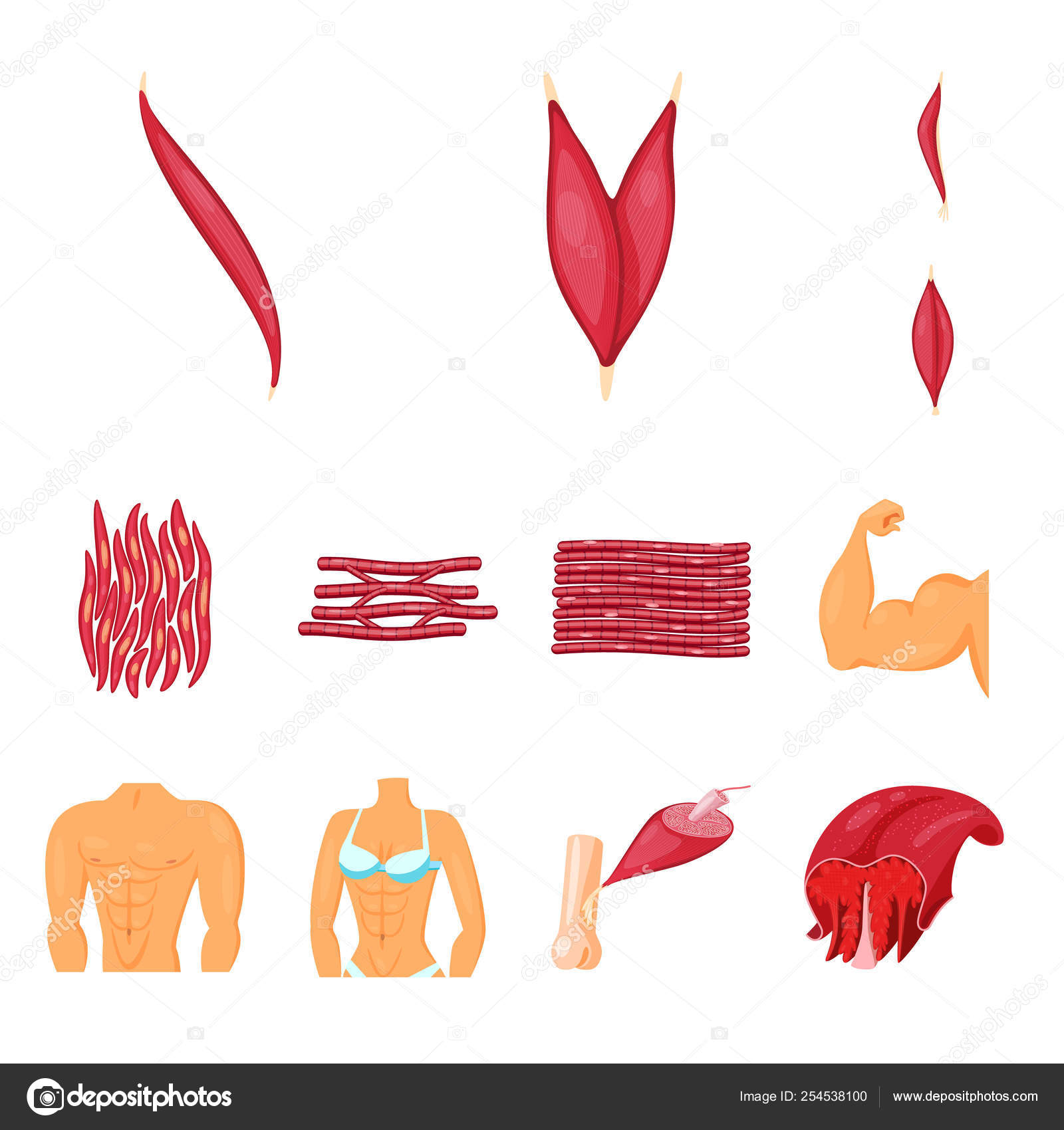 Ilustración vectorial del icono del músculo y las células. Conjunto de ...