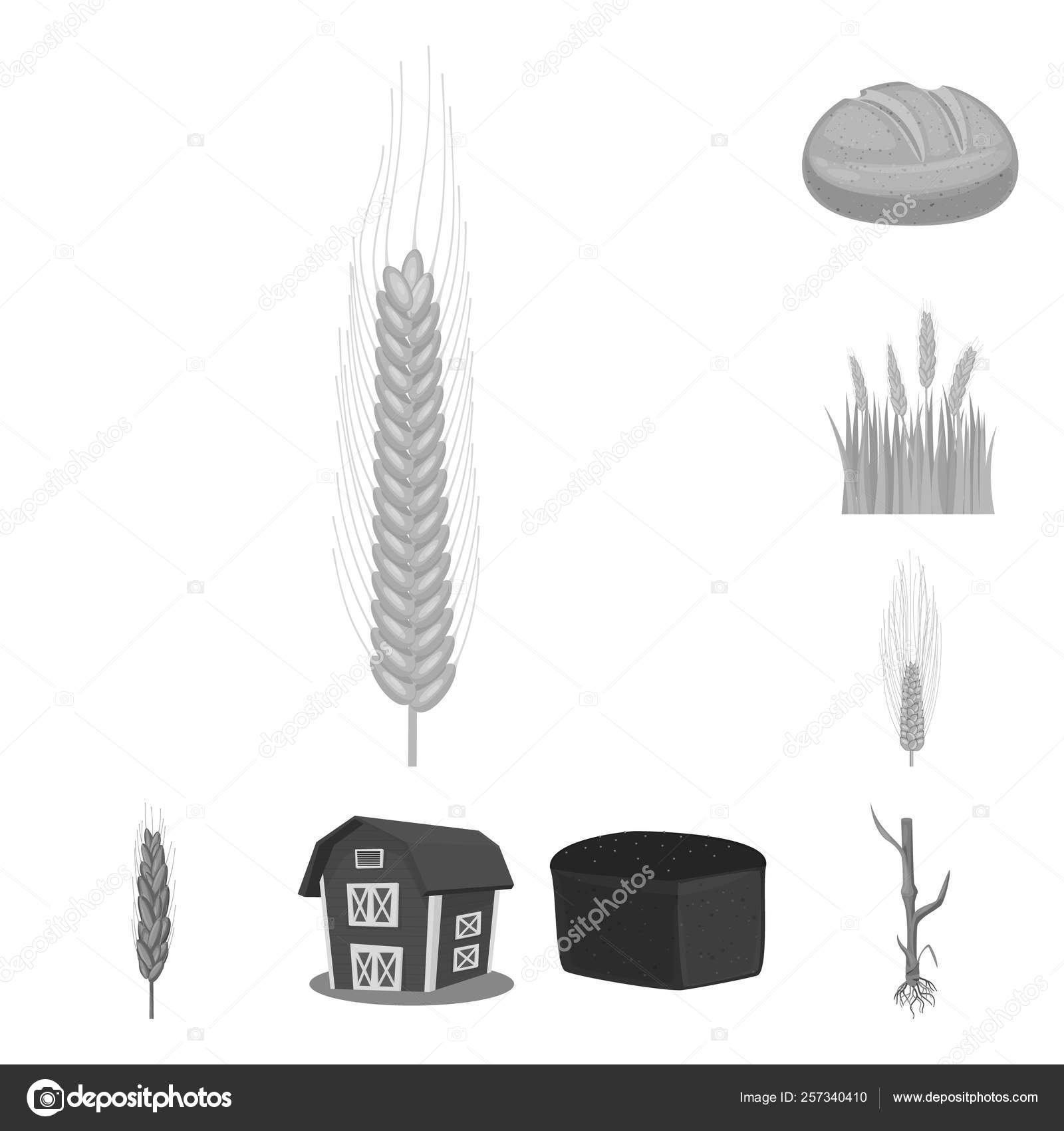 Vector illustration of rye and plant logo. Set of rye and corn vector ...