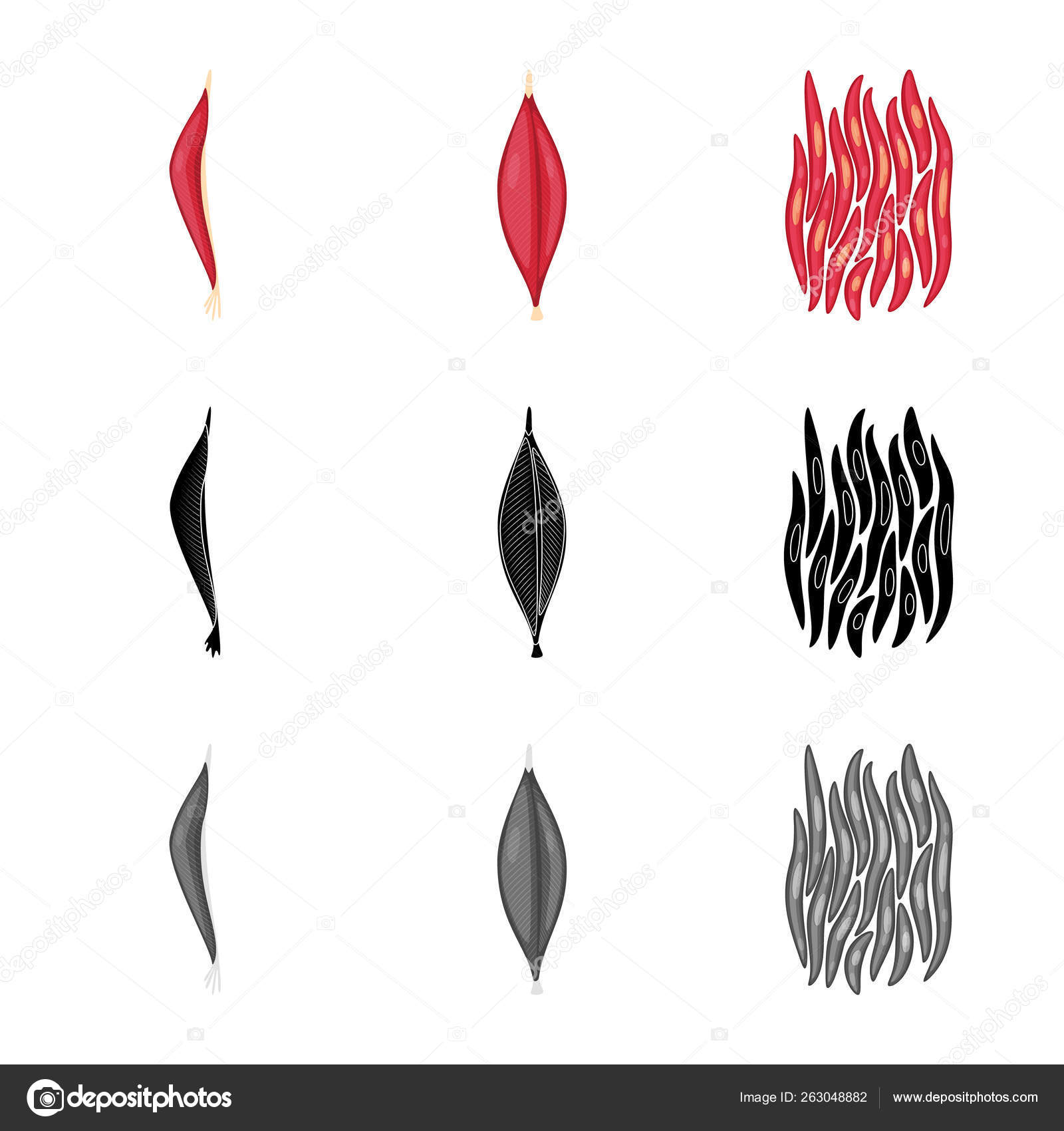 Vector illustration of fiber and muscular sign. Collection of fiber and ...