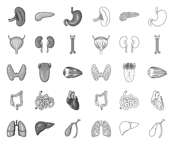 Human organs outline icons in set collection for design. Anatomy and ...