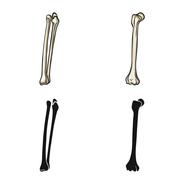 Tibia Bone Unlabeled