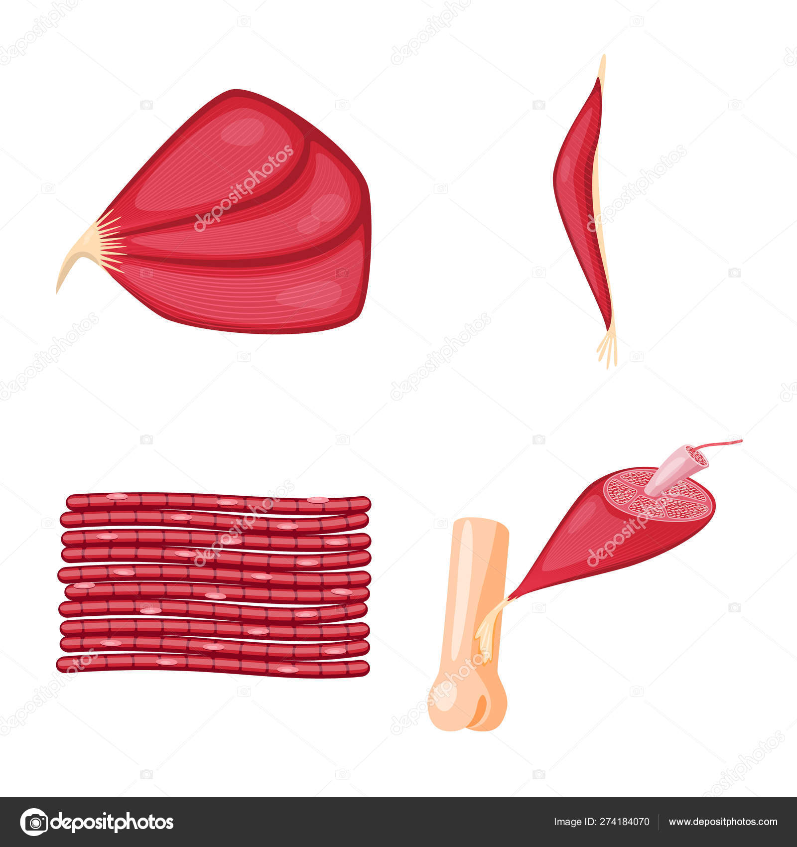 Vector illustration of muscle and cells icon. Collection of muscle and ...