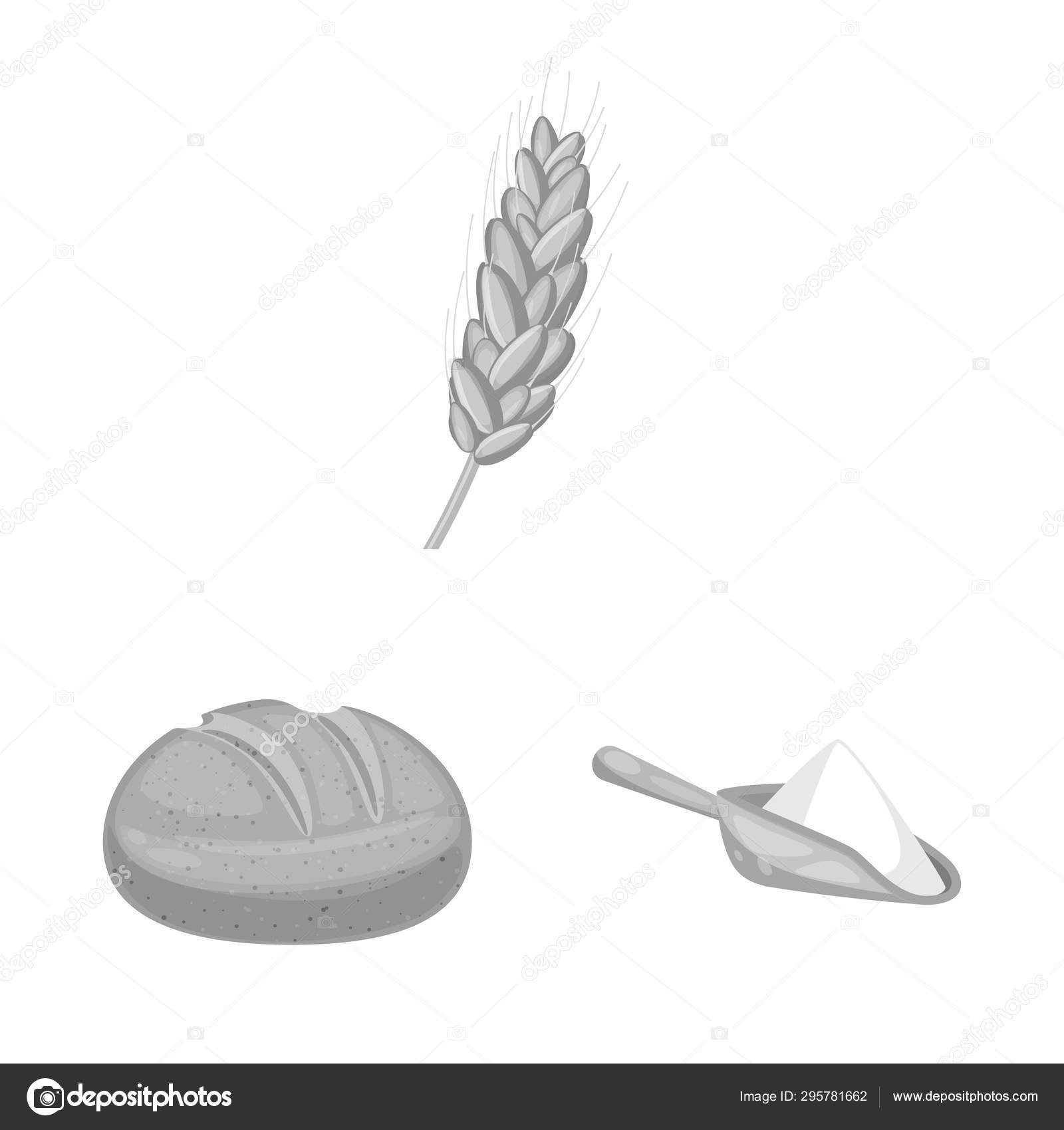 Vector design of rye and plant icon. Collection of rye and corn stock ...