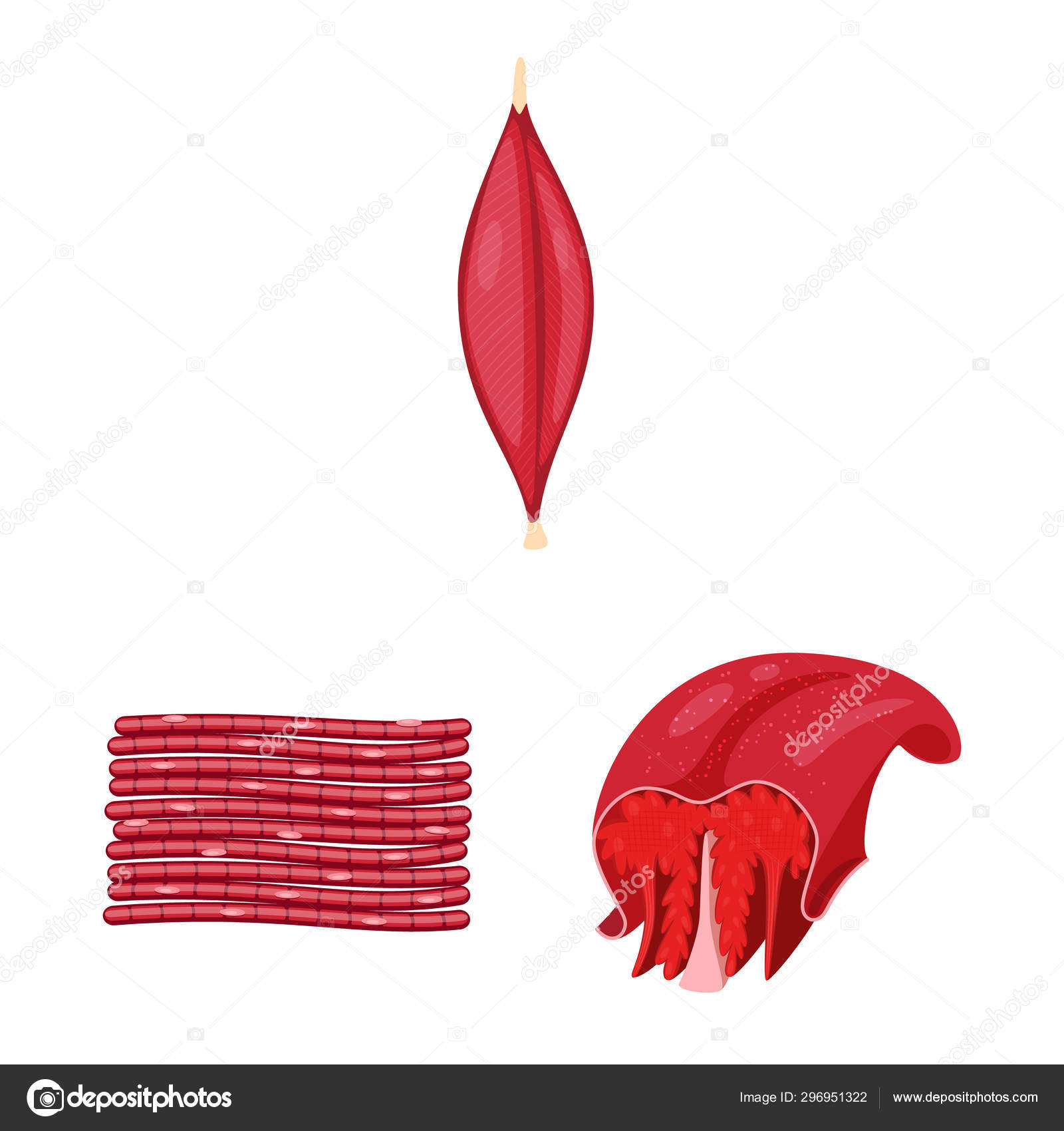 Vector illustration of muscle and cells icon. Collection of muscle and ...